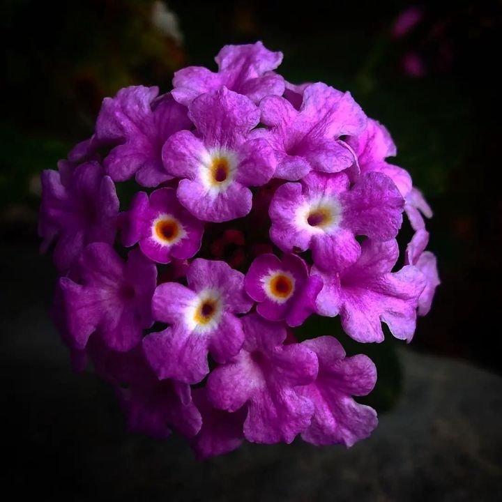 Bunga Tembelekan ungu / bunga tahi ayam ungu / vegetasi lebah klanceng ... Bunga Tembelekan ungu / bunga tahi ayam ungu / vegetasi lebah klanceng ...
