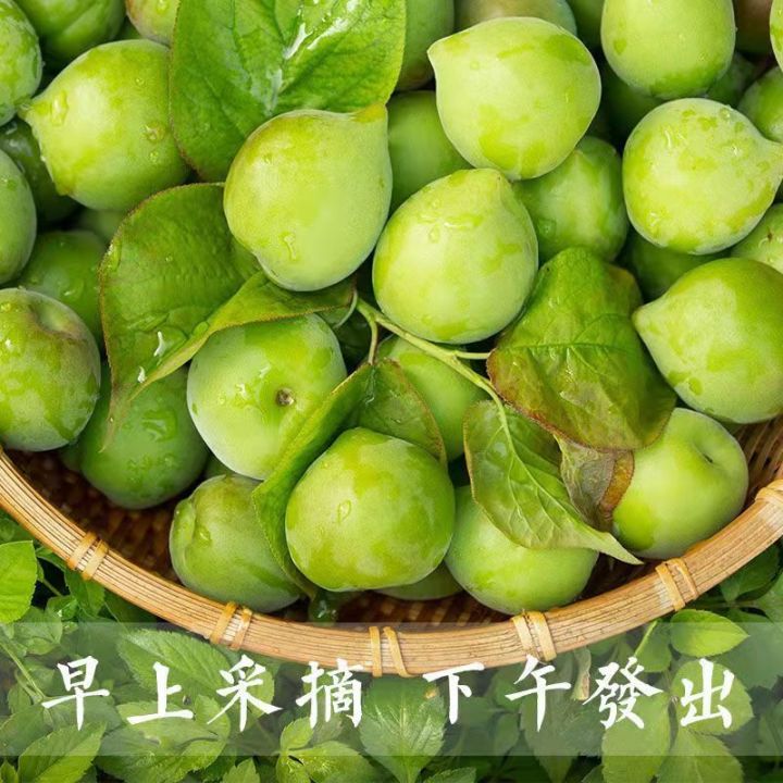 ZEJUN Zhao'an Green Plum Fruit บ๊วยดองสด 1500g | Lazada.co.th