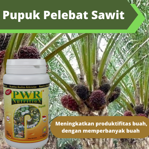 Pupuk Pelebat Sawit Pupuk Sawit Berbuah Lebat Pupuk Pelebat Buah
