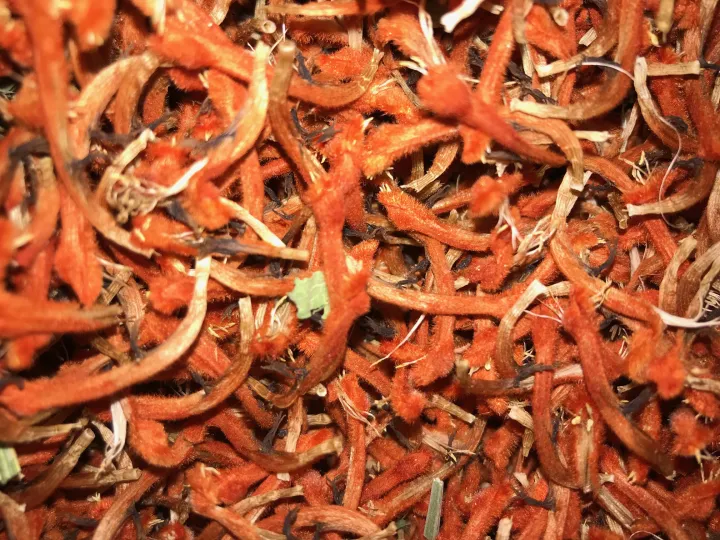 Wild Dagga Flower Petal lion's ear KLIP DAGGA (Leonotis nepetifolia ...