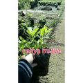 Bibit tanaman ginseng jawa - kolesom jawa - obat herbal | Lazada Indonesia