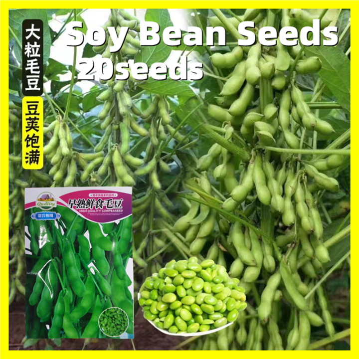 F1 Hybrid Green Soybean Edamame Seeds for Planting - 100% Fresh 20 ...