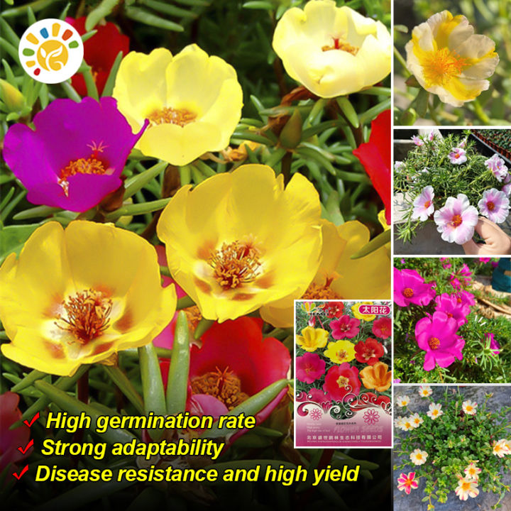 [Easy to plant seeds]100% Original Single Petal Portulaca Seeds (30 ...