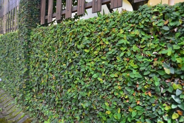 5 tanaman rambat tembok dolar daun kecil | Lazada Indonesia