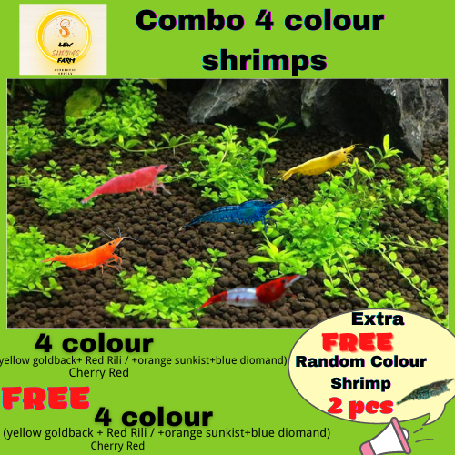 Combo 4 Colour Shrimps Set of 8pcs (2 yellow+ 2 Cherry Red/Red Rili +2 ...