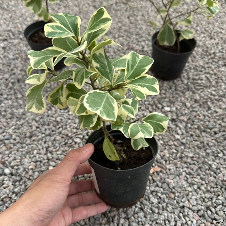 90s Greenovation live plant Ficus Triangularis Variegated 三角榕 | Lazada