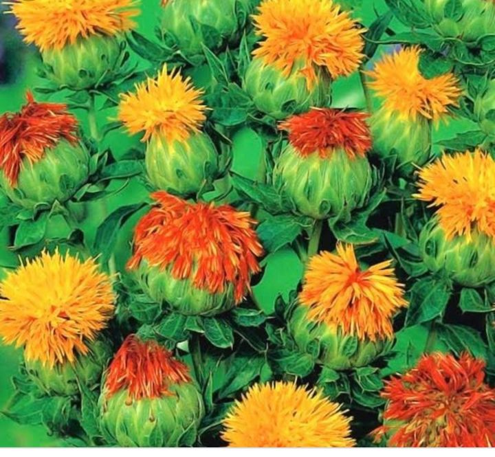 Safflower Flower Seeds Orange Yellow Dwarf Saff Seed | Lazada PH