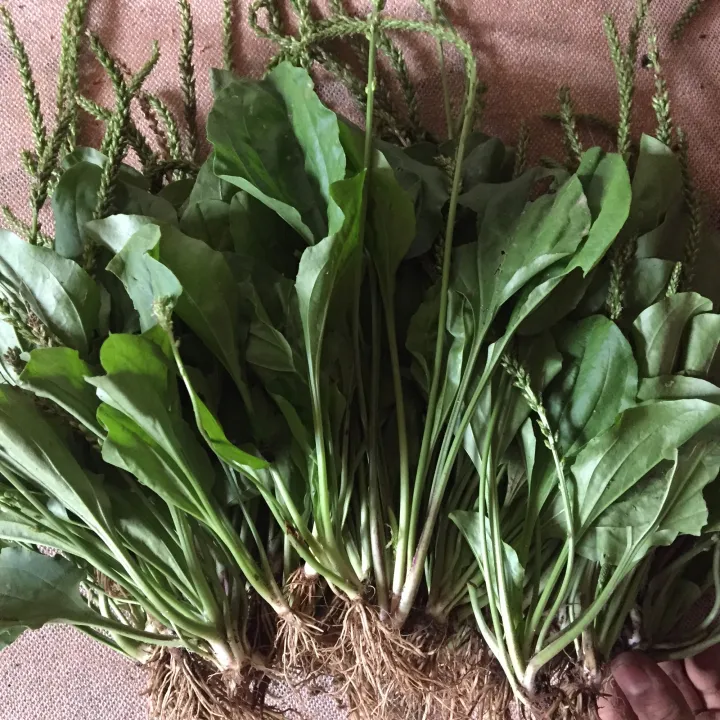 Daun sendok /kiurat 500 gr | Lazada Indonesia