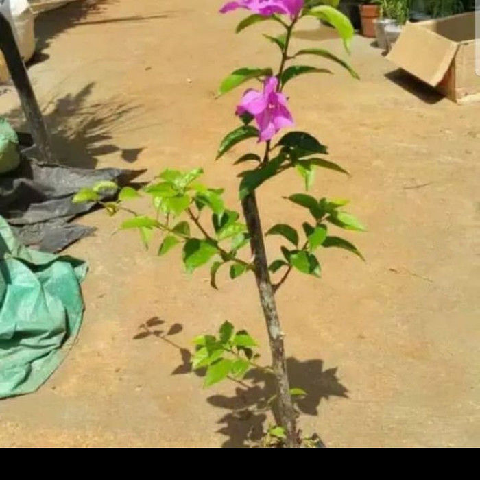Tanaman Hias Bougenville -Tanaman Bugenvil - Bunga Kertas | Lazada ...