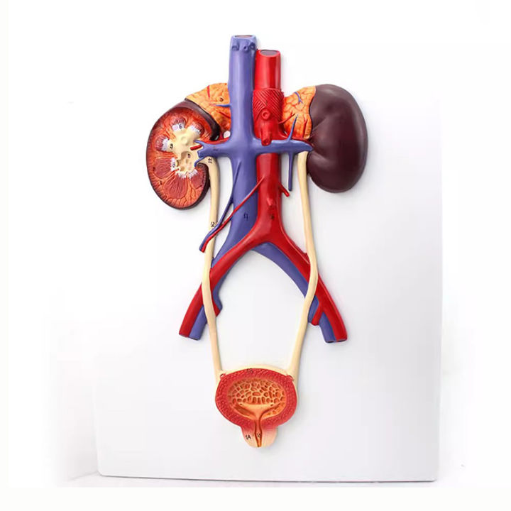 Bladder Catheterization Kidney And Urinary System Anatomy Model Human ...