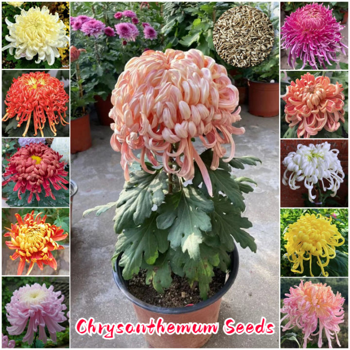 [Easy to grow in Philippines] Rare Chrysanthemum Flower Seeds for ...