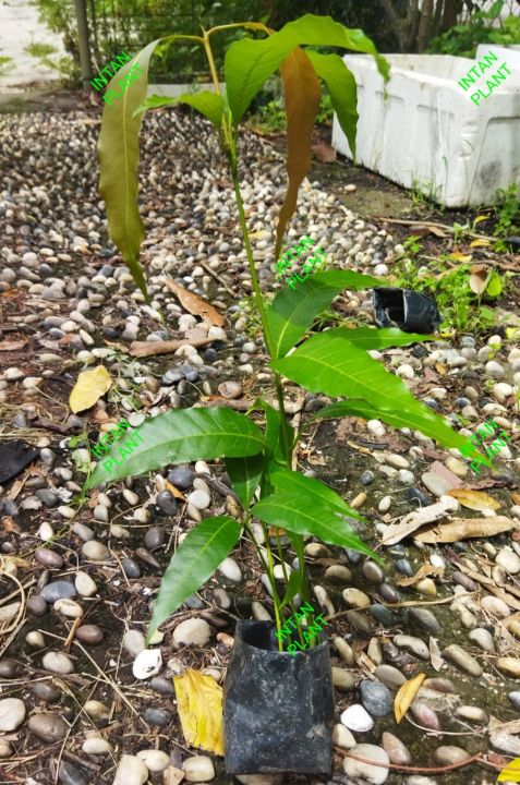 ANAK POKOK MANGGA SEDAP RASA MACAM KUININ SENANG DITANAM CEPAT BERBUAH ...