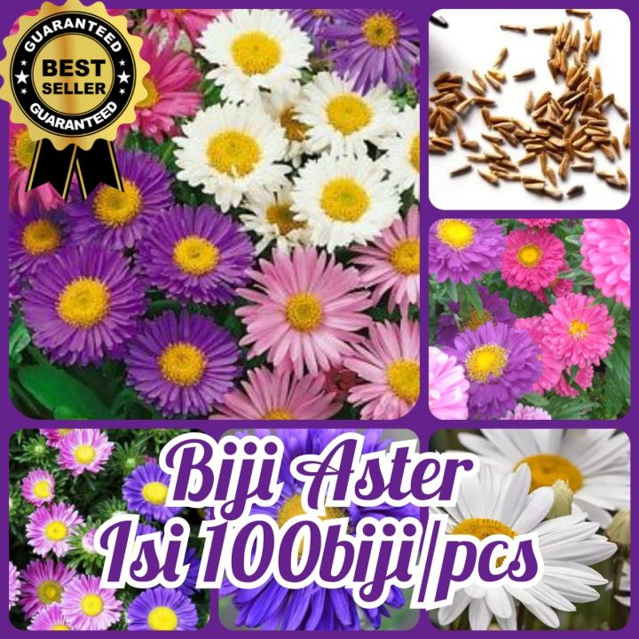 Biji bunga Daisy / Aster isi 100 pcs flower seeds benih tanaman hiasan ...