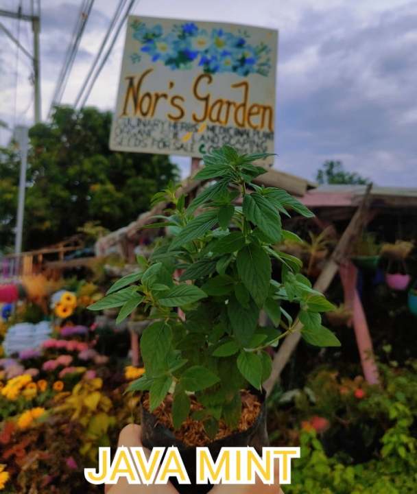 Java Mint | Lazada PH