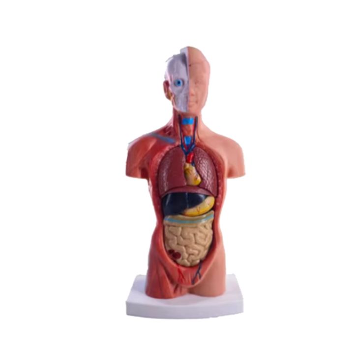 Torso Mannequin Anatomy Doll 15 Removable Parts Educational Organ Model ...