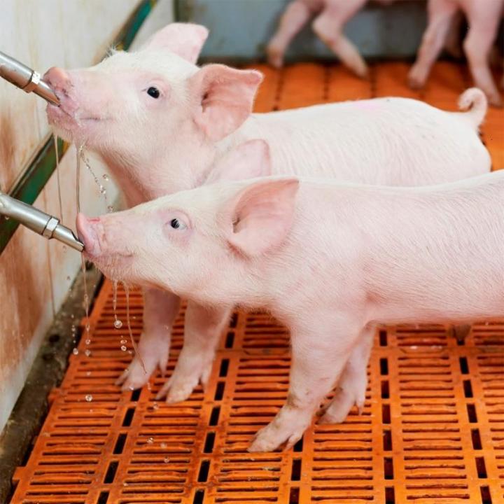 Pig Water Nipple Automatic Drinking Waterer Drinking Tool Touch ...