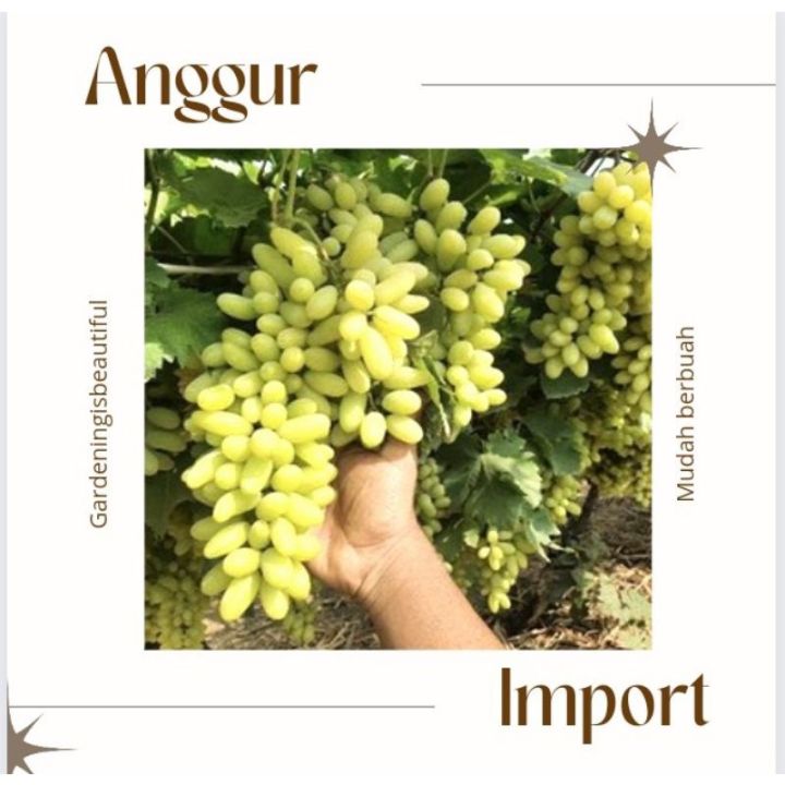 Tanaman Anggur Import Jenis Pizzutello Bianco | Lazada Indonesia Tanaman Anggur Import Jenis Pizzutello Bianco | Lazada Indonesia