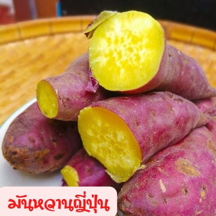 buy one get one free，50 seeds (not plants)Japanese Sweet Potato Beni ...