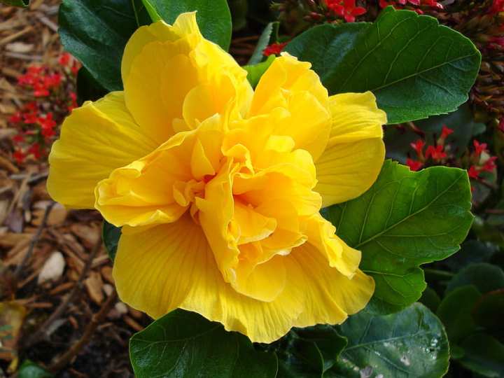 NO COD Anak Pokok Bunga Raya Kuning Double Hibiscus | Lazada