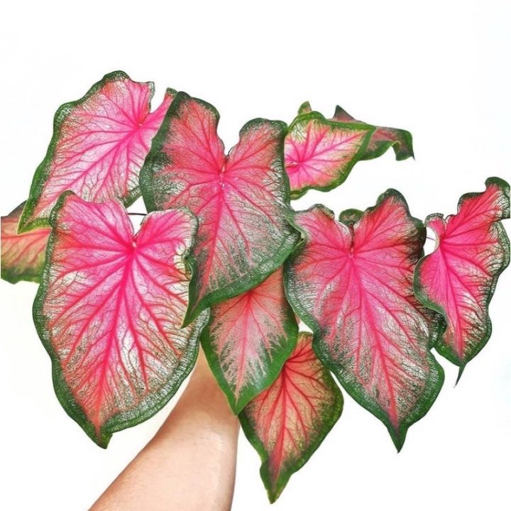 Pokok Keladi Murah/Caladium Butterfly/Canberry/Sweet Heart/Liliput ...