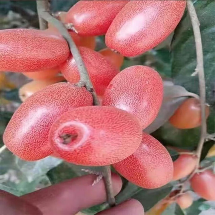 Goat milk fruit is sown year-round, potted on balconies, and planted in ...