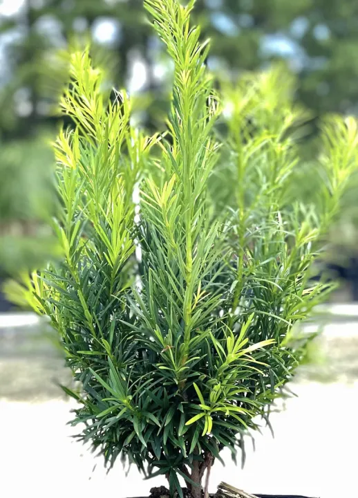 Anak Pokok Pine Bonsai Japanese Yew Podocarpus Seedling Pine Baby Tree ...