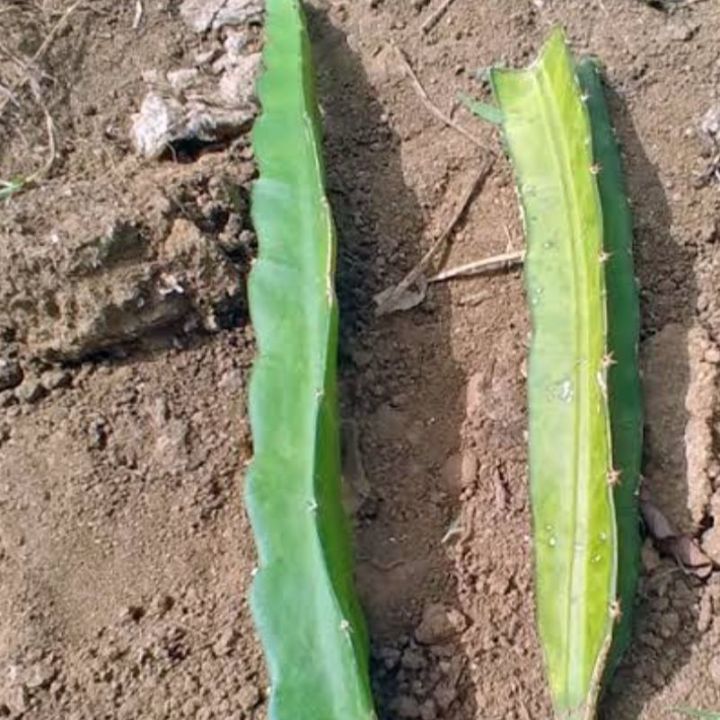 Dragon Fruit Moroccan Red Pangtanim (3 pcs) | Lazada PH