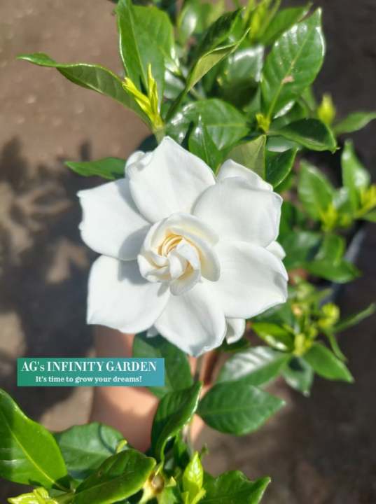 Rosal with FREE plastic pot, garden soil ( Lowest price ) ( Real ...