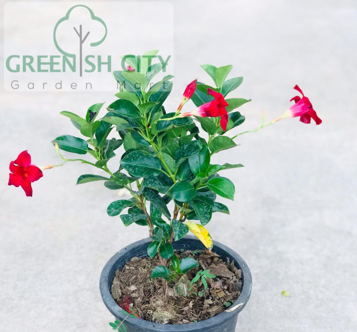 GNC - Mandevilla Sanderi Dipladenia Live Plant Pokok Bunga Gantung ...