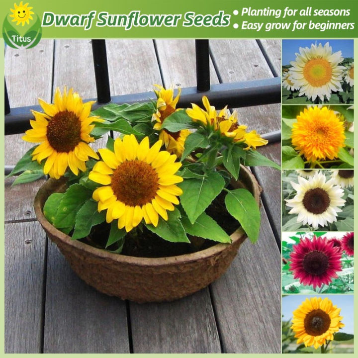 100% Legit Dwarf Sunflower Seed Flower Seeds for Planting & Gardening ...