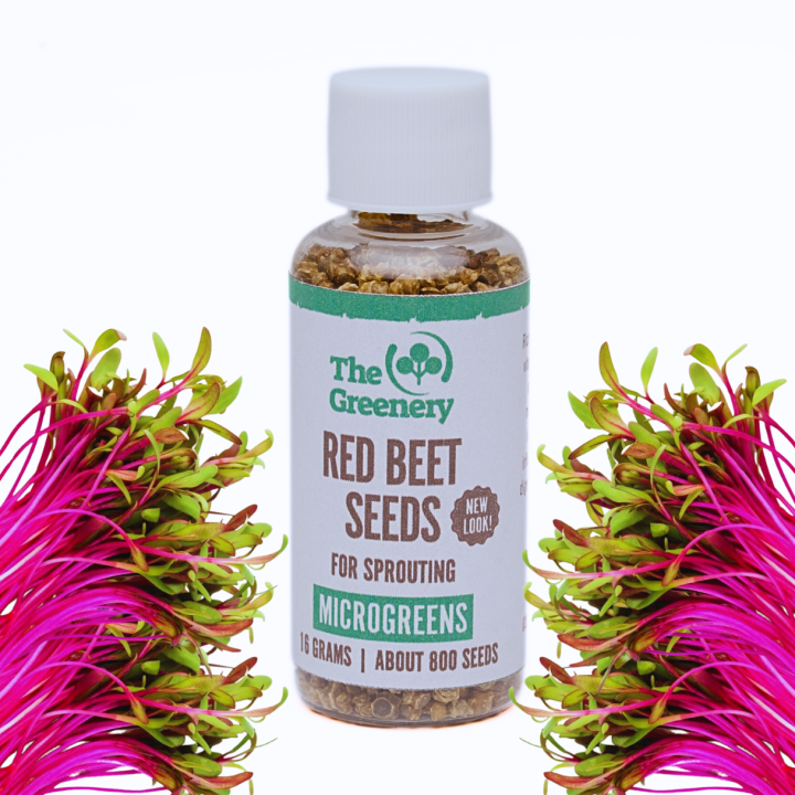 Red Beet | Microgreens Sprout Seeds | Lazada PH