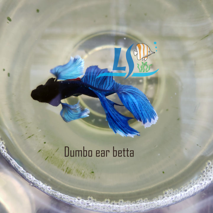 Betta dumbo ear fighting fish random colour by LS Aquatic | Lazada