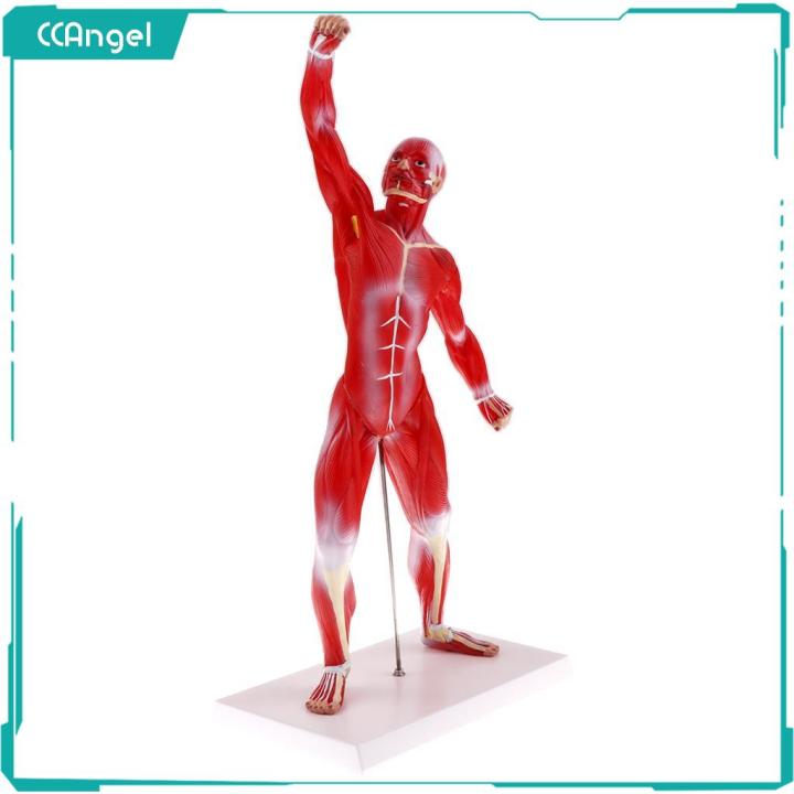 CCAngel 50cm Simulation Human Muscle Superficial Muscle Torso | Lazada