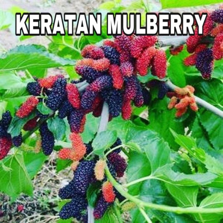 1 KERATAN POKOK MULBERY MUDAH HIDUP / fresh cutting mulberry | Lazada