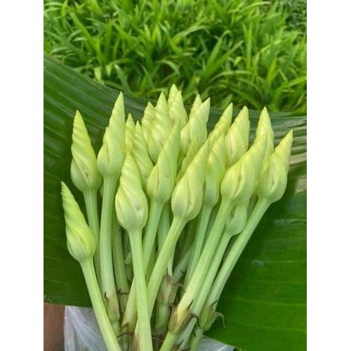 Gói 5 hạt giống rau hoa Chom chan Thái Lan gói (Chomchan) | Lazada.vn