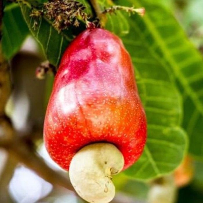 PALING LARIS BENIH JAMBU METE - BIBIT BIJI BUAH MEDE | Lazada Indonesia