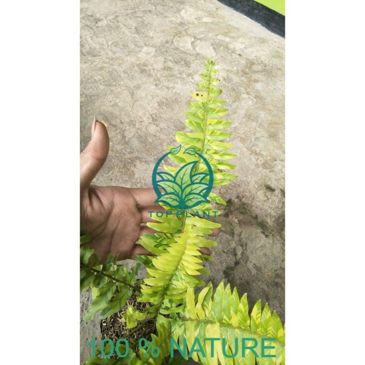 Tanaman hias bunga pakis boston varigata - variegata - topplant ...