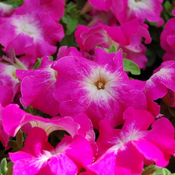 BUY ONE TAKE ONE Petunia Rosy Morn Seeds for Planting (20 seeds) FLOWER ...