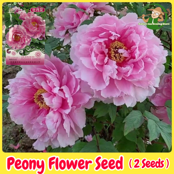 100% Original Rare Peony Flower Seeds for Planting (2 Seed) Balcony ...