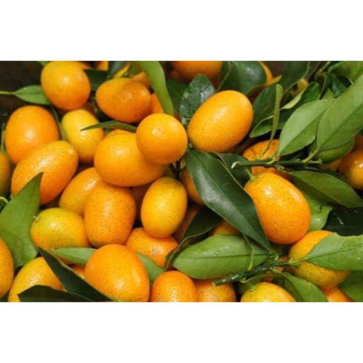 日本金桔树苗 Citrus Japonica Tree Anak Pokok Kumquat Jepun | Lazada