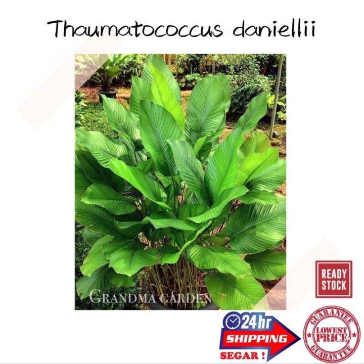 (GG real plant) Thaumatococcus daniellii ^ pokok hidup hiasan rumah ...