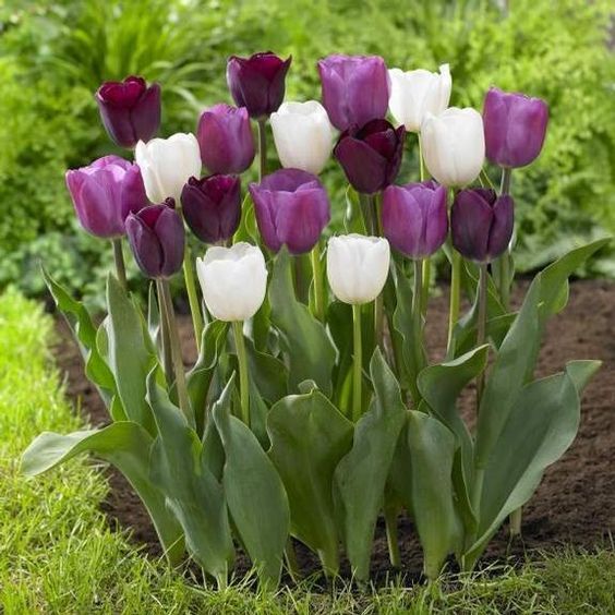 20 เมล็ด ดอกทิวลิป ดอกไม้ความมั่นคง รวมทุกสี คละสี Tulip Seeds สาย ...