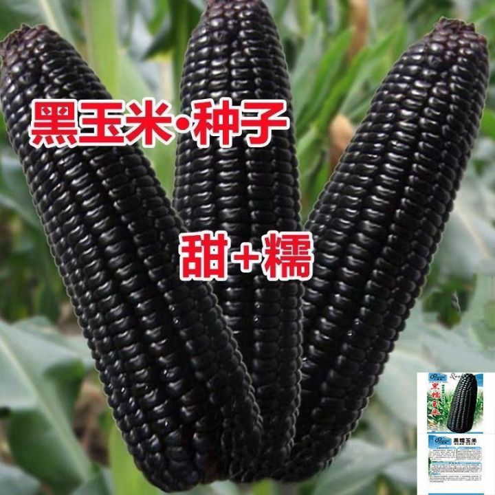 High yield and early maturing black glutinous corn seeds, sweet black ... High yield and early maturing black glutinous corn seeds, sweet black ...