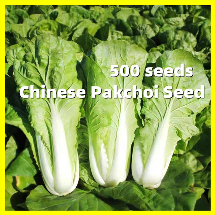 Chinese Pakchoi Seed - 四季黄秧小白菜种子 500 Seeds Rapid Pak Choi Vegetable ...
