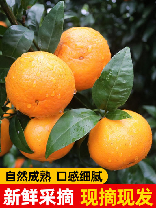 Wogan fresh fruit Guangxi Wuming first-class big fruit 10 kg sand ...