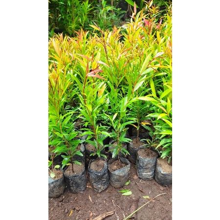 Bibit Tanaman Pucuk merah | Lazada Indonesia