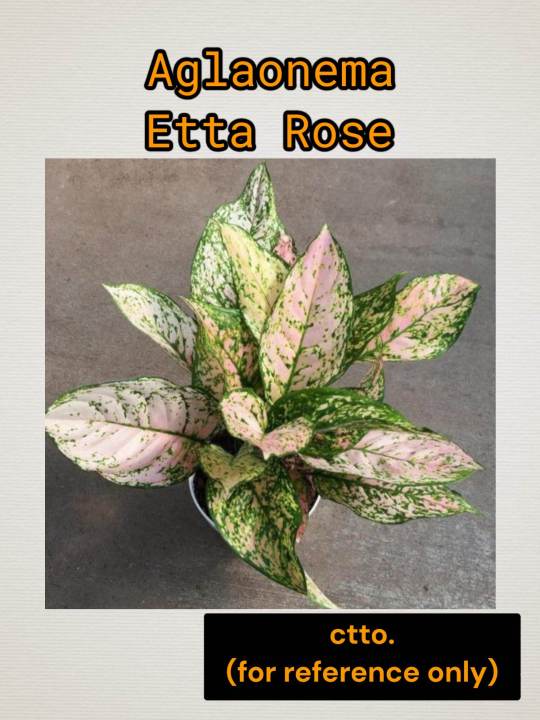 Aglaonema Etta Rose | Lazada PH