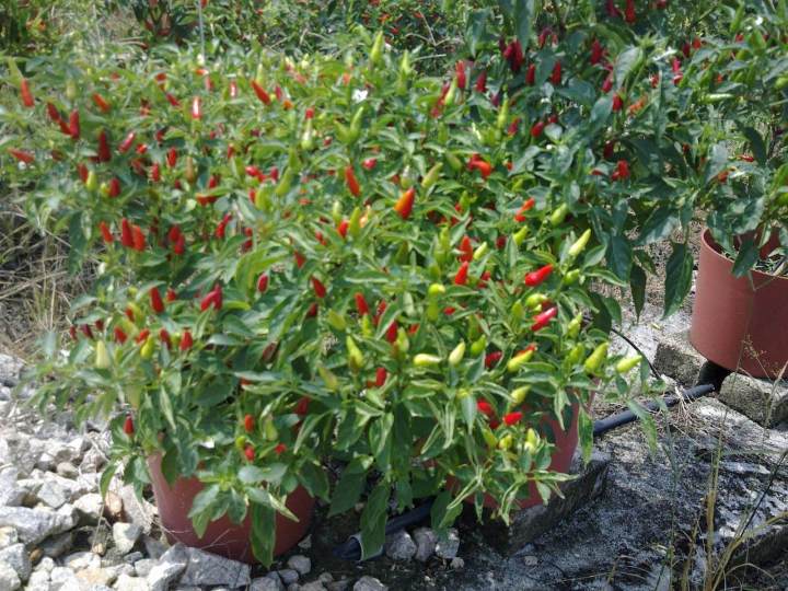 Baja AJIB 1Kg Sayur Buah Bunga Nutrient Fertilizer (13 in 1) NPK ...