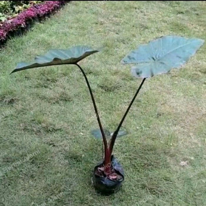 keladi sente hitam tanaman hias cente hitam | Lazada Indonesia