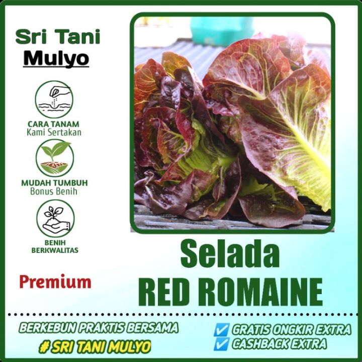 120 Biji - Benih Selada Merah RED ROMAINE - Bibit Tanaman Sayur Sayuran Lettuce Selada Red Unik ...